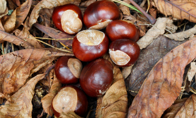 Are conkers poisonous to dogs? | Chapel House Vets